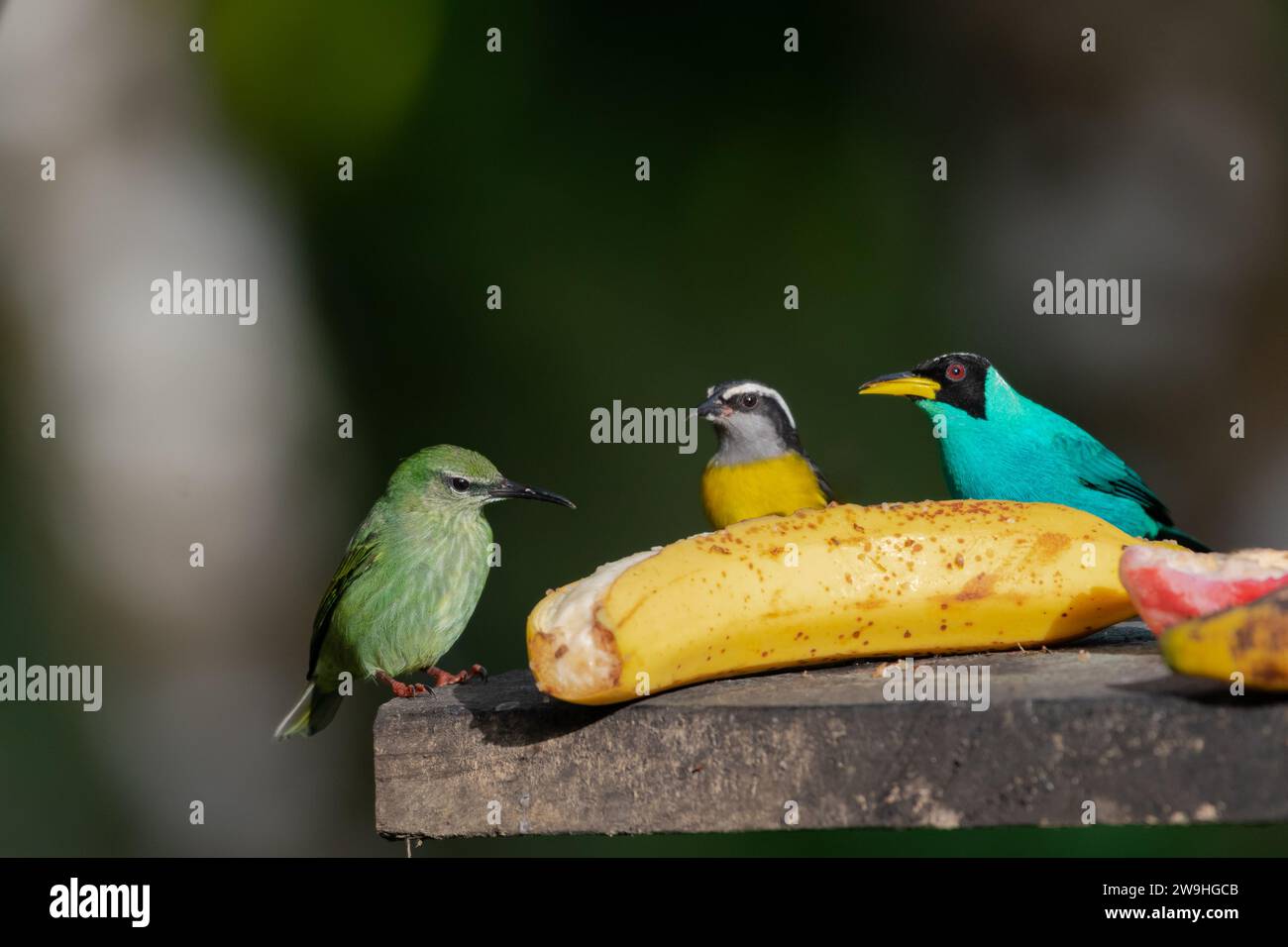 Tropical birds, honeycreepers and bananaquit in a rainforest bird ...