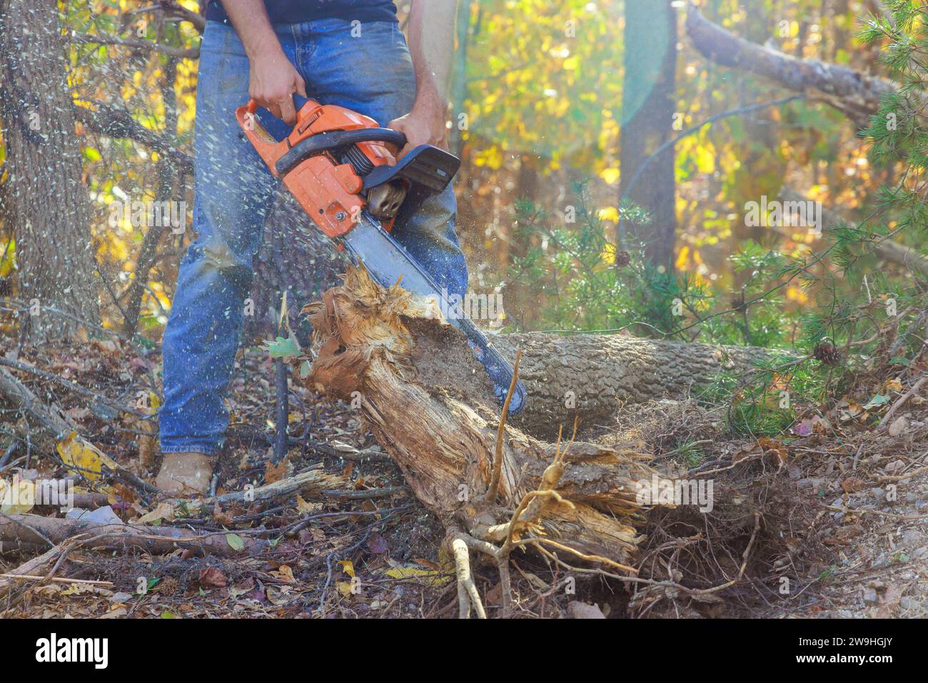 Cutting down a broken tree hi-res stock photography and images - Alamy