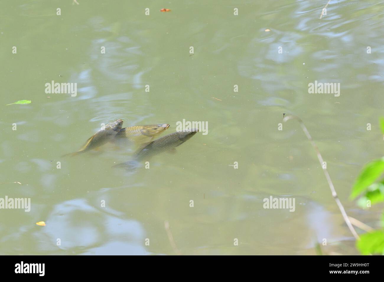 River carp hunt for food above the surface of the pond Stock Photo - Alamy