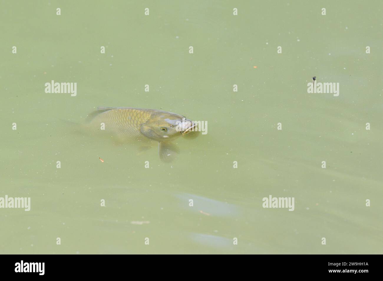 River carp opens its mouth above the surface to catch food Stock Photo ...