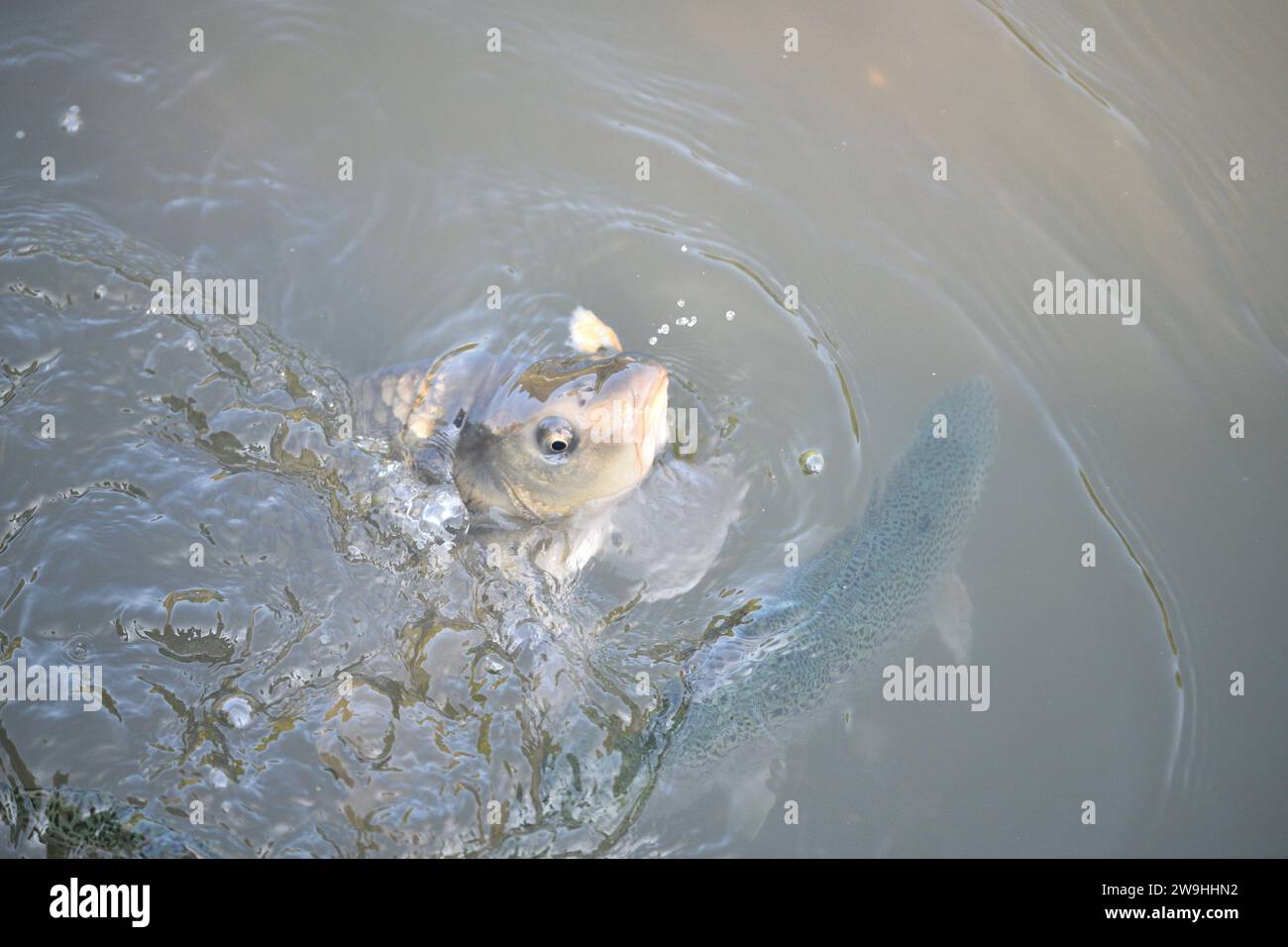 River carp hunt for food above the surface of the pond Stock Photo - Alamy