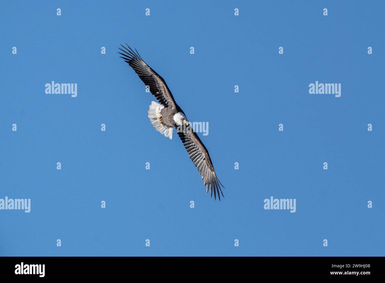 A beautiful adult bald eagle (Haliaeetus leucocephalus) flies against a ...