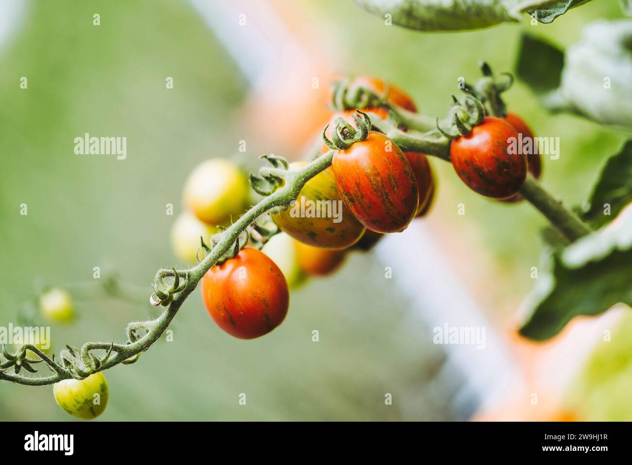 Cherry tomato growing in the vegetable garden Stock Photo - Alamy