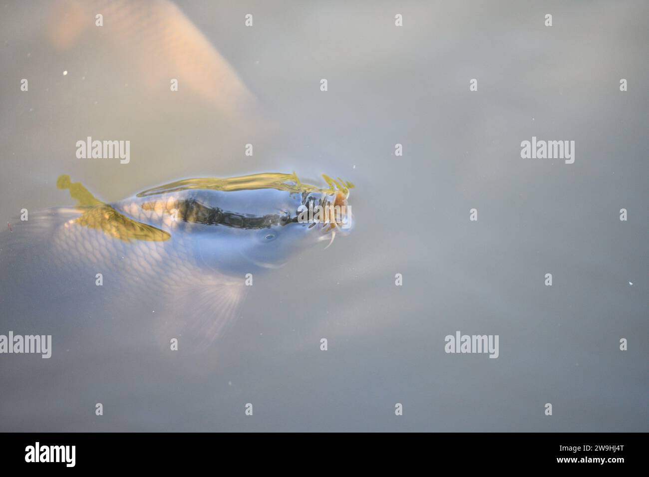 River carp hunt for food above the surface of the pond Stock Photo - Alamy