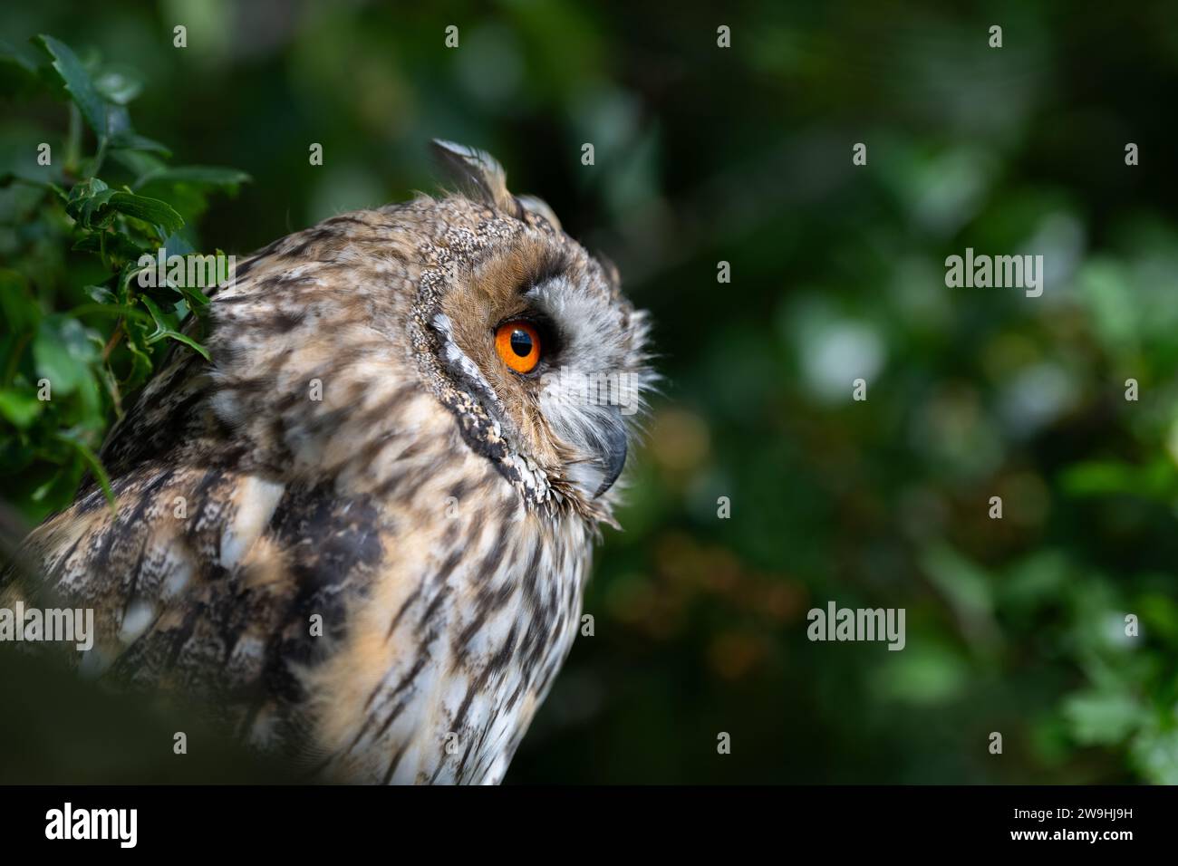 A captive Long Eared Owl, Asio otus, camouflaged among woodland during ...