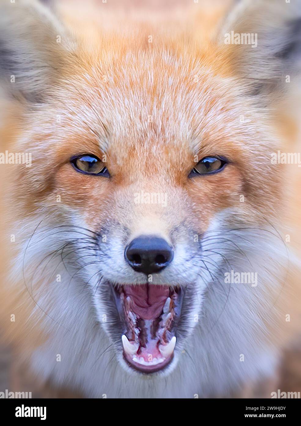 Closeup of a young red fox with mouth open in the grassy meadow in ...