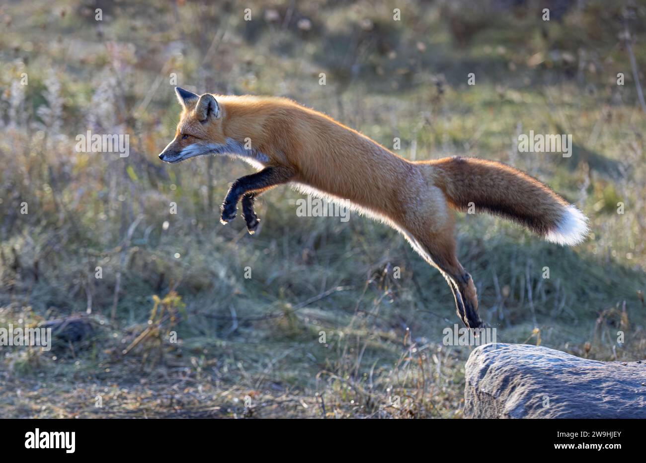A young red fox with a bushy tail jumping from rock to rock in autumn in Ottawa, Ontario, Canada ...