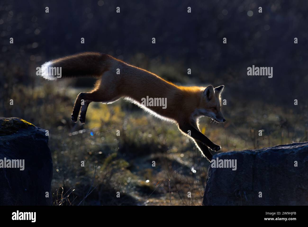 Red fox jumping hi-res stock photography and images - Alamy