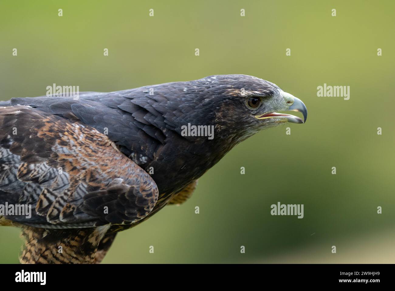 Chilean blue eagle hi-res stock photography and images - Alamy