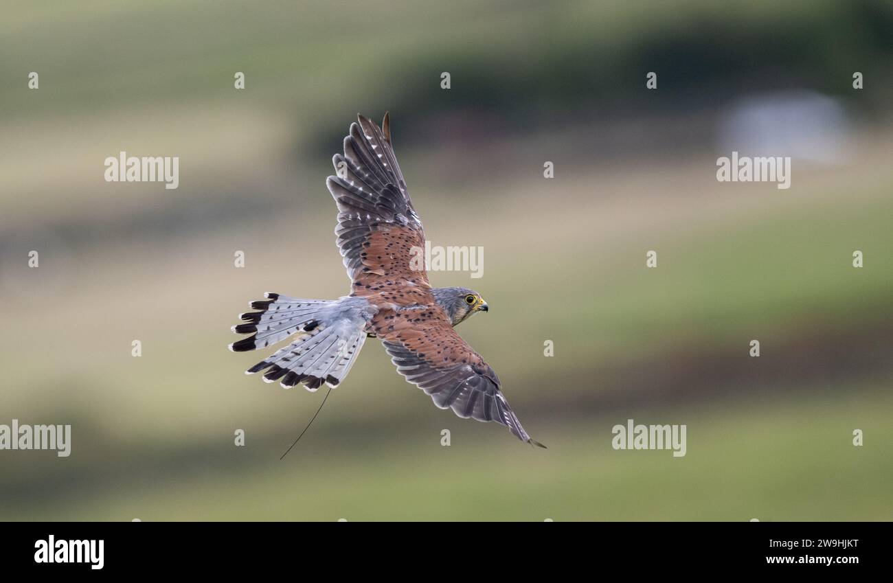 Captive male Kestrel, Falco tinnunculus, hovering in flight. North ...
