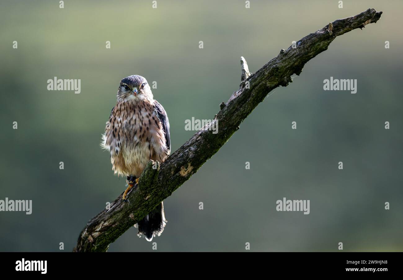 Male Merlin, Falco columbarius, a small falcon, perched on the branch ...