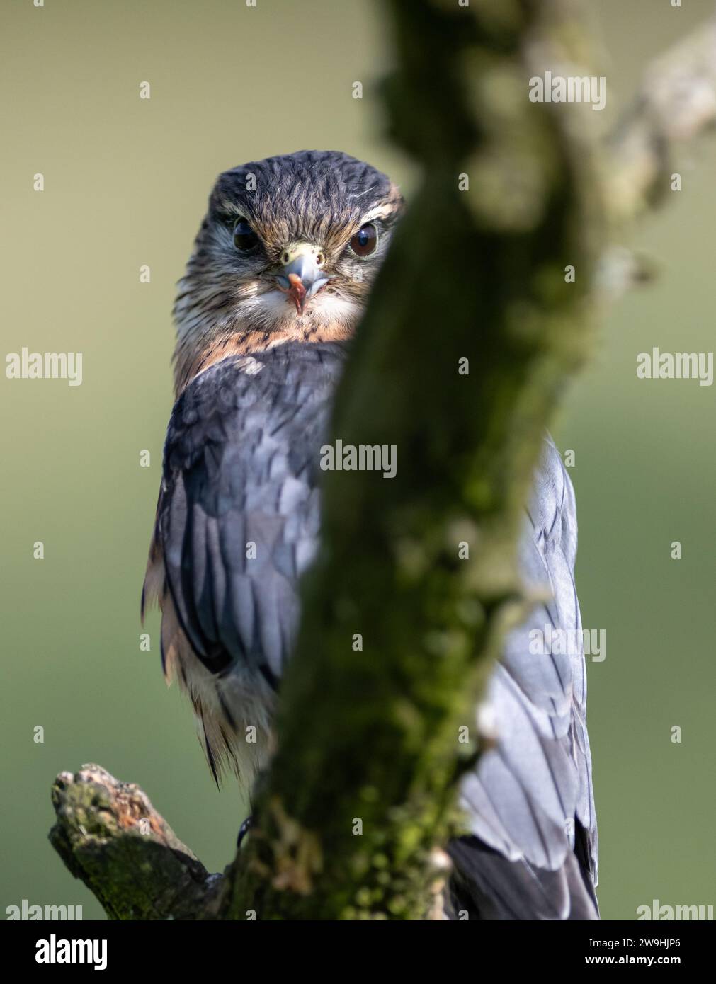 Male Merlin, Falco columbarius, a small falcon, perched on the branch ...