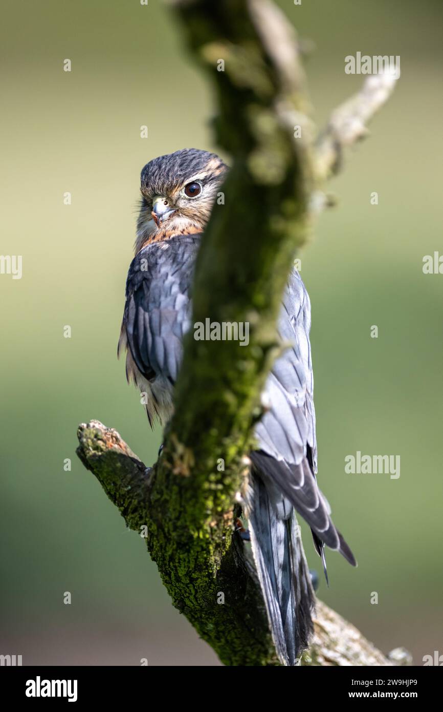Male Merlin, Falco columbarius, a small falcon, perched on the branch ...