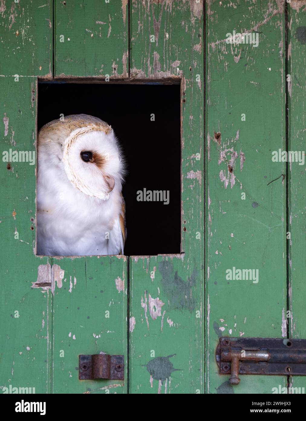 Barn Owl, Tyto alba, looking out through a small hole in a barn door ...