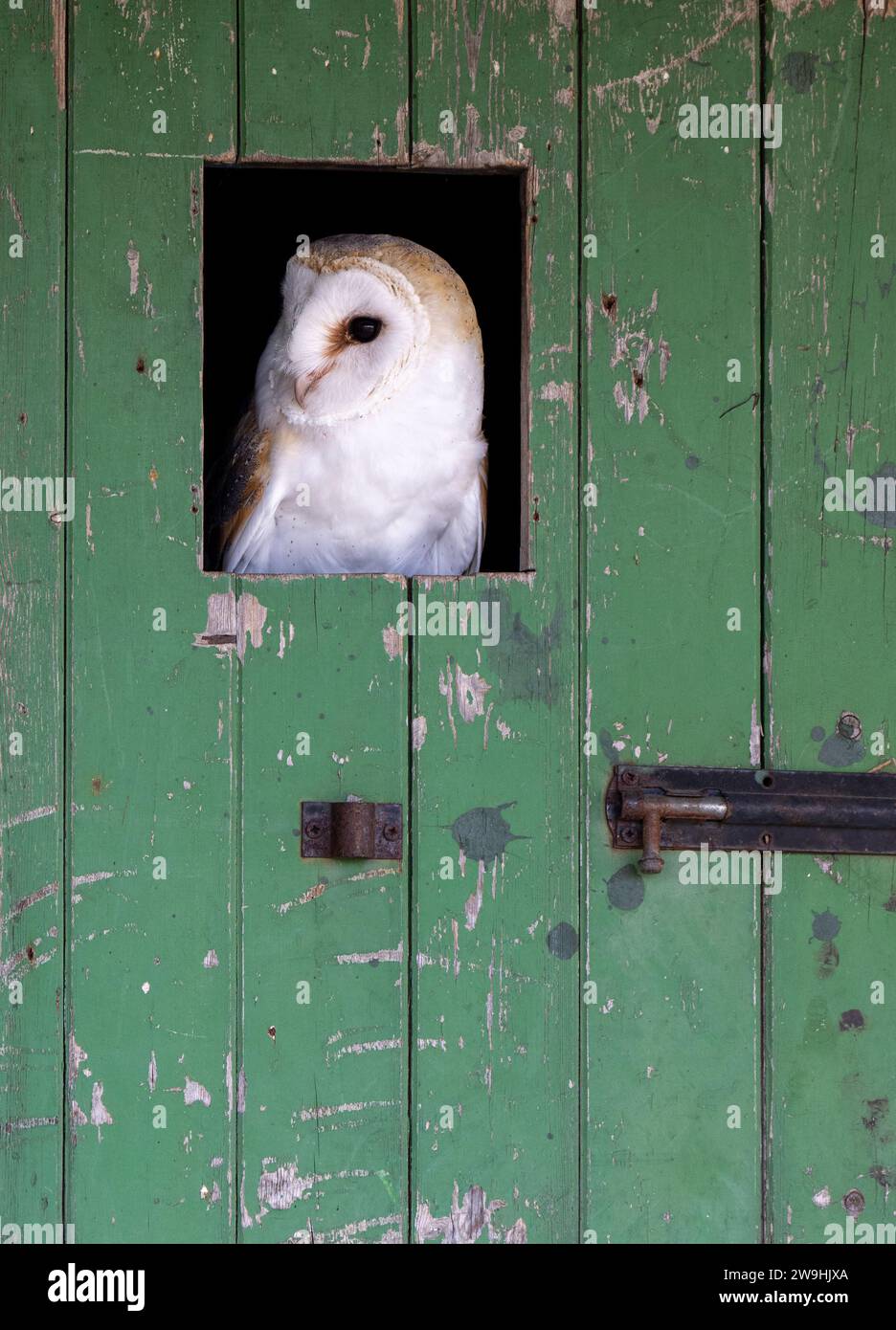 Barn Owl, Tyto alba, looking out through a small hole in a barn door ...
