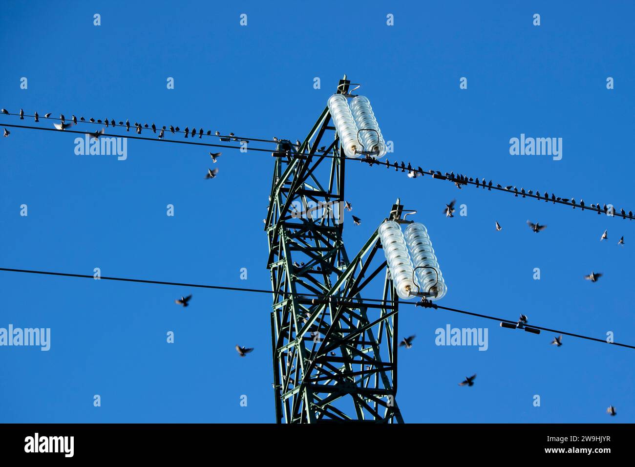 Photographic documentation of a flock of birds on an electrical pylon ...