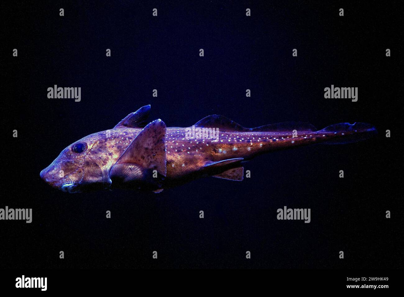 Spotted rattfish (Hydrolagus colliei) is a cartilaginous fish native to ...