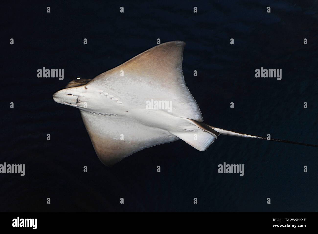 Common eagle ray (Myliobatis aquila) is a carnivorous elasmobranch fish ...