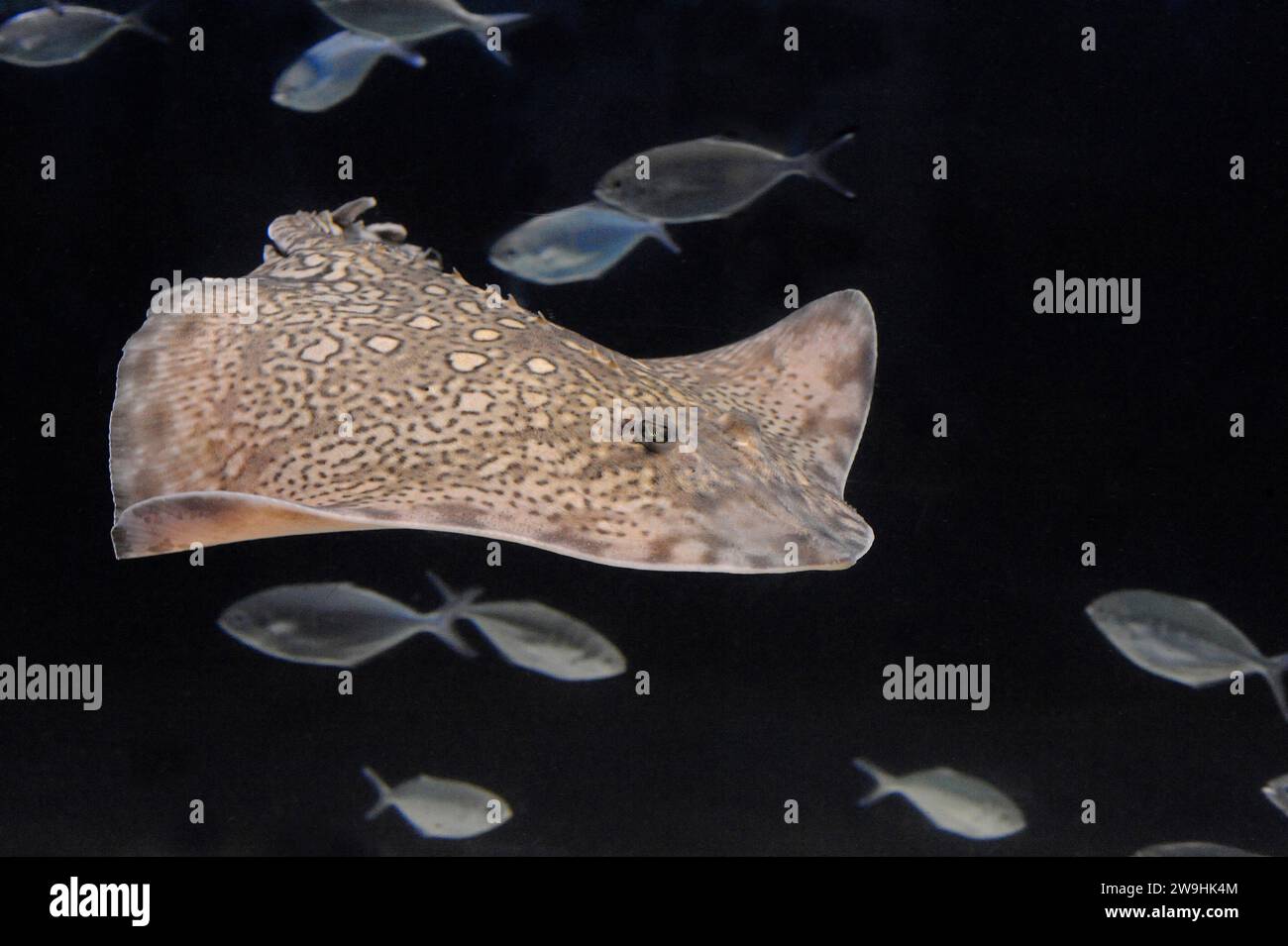 Raya comun hi-res stock photography and images - Alamy