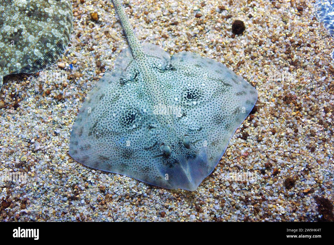 Thornback ray (Raja clavata) is a cartilaginous fish native to eastern ...