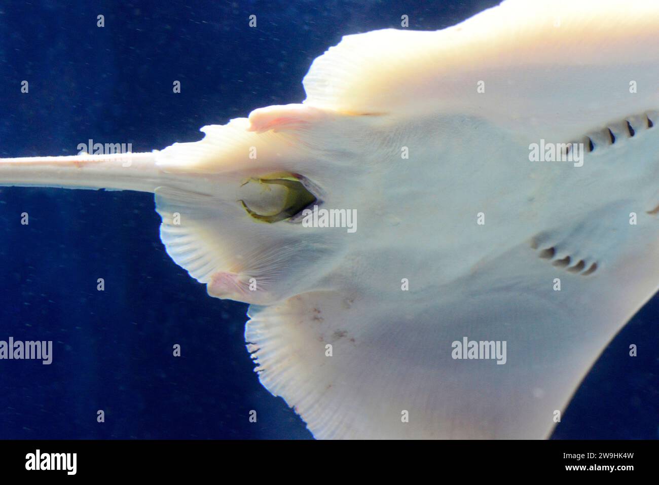 Thornback ray (Raja clavata) is a cartilaginous fish native to eastern ...