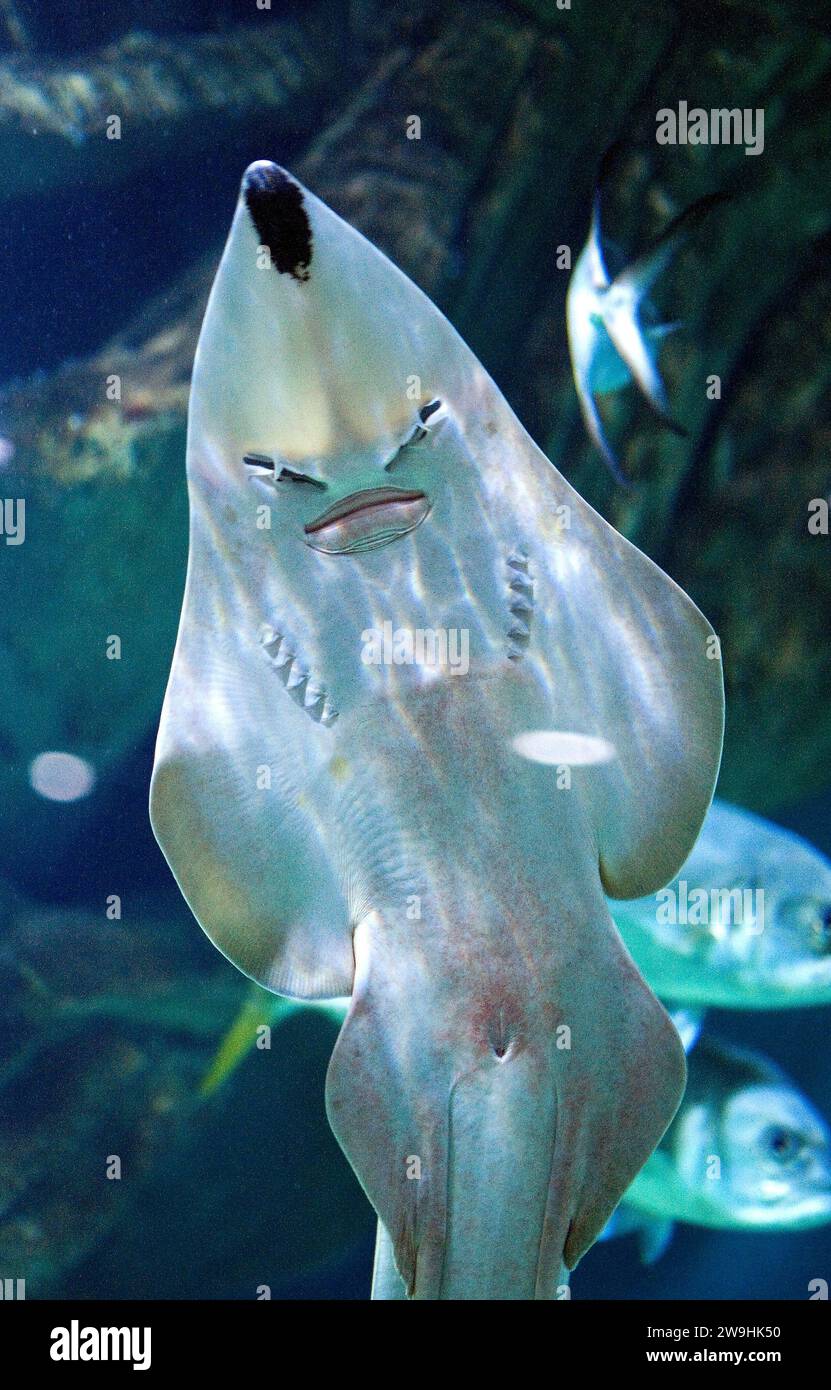 Common guitarfish (Rhinobatos rhinobatos) is a cartilaginous fish ...