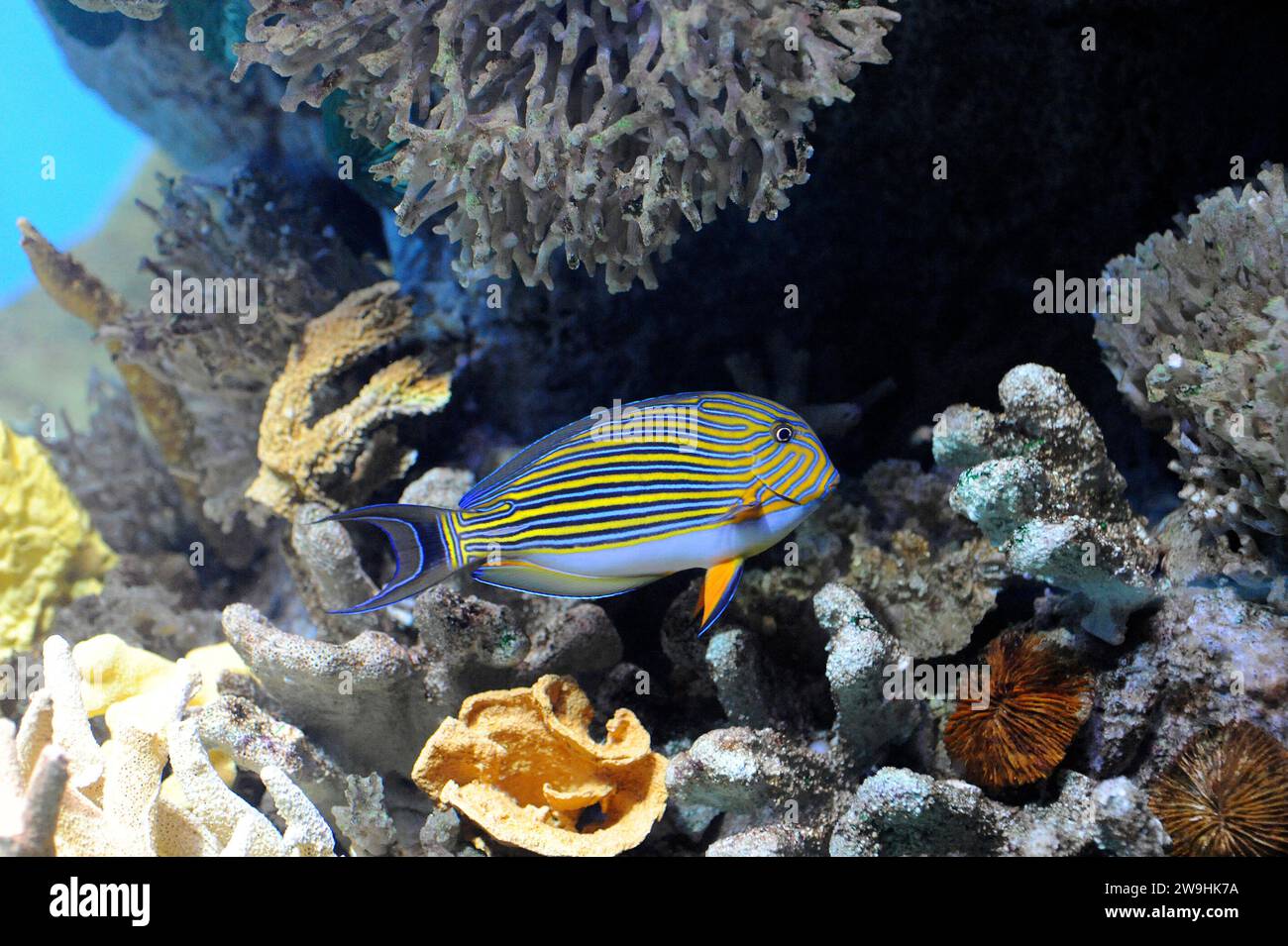 Lined surgeonfish (Acanthurus lineatus) is a sea tropical fish native ...