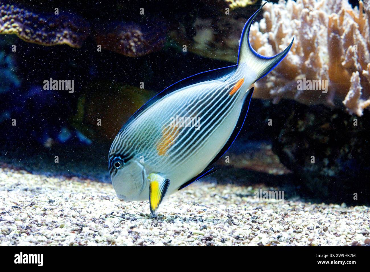 Sohal surgeonfish (Acanthurus sohal) is a tropical fish endemic to Red ...