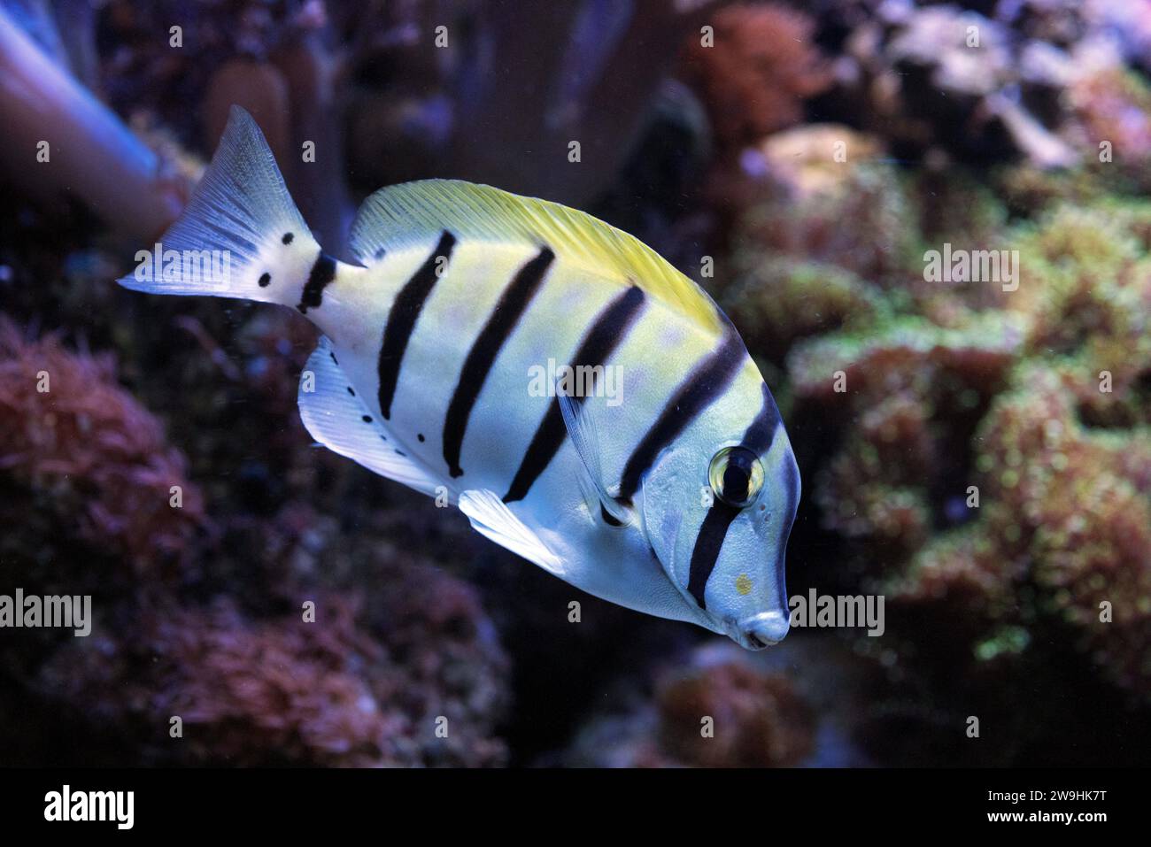 Convict surgeonfish (Acanthurus triostegus) is a tropical fish native ...