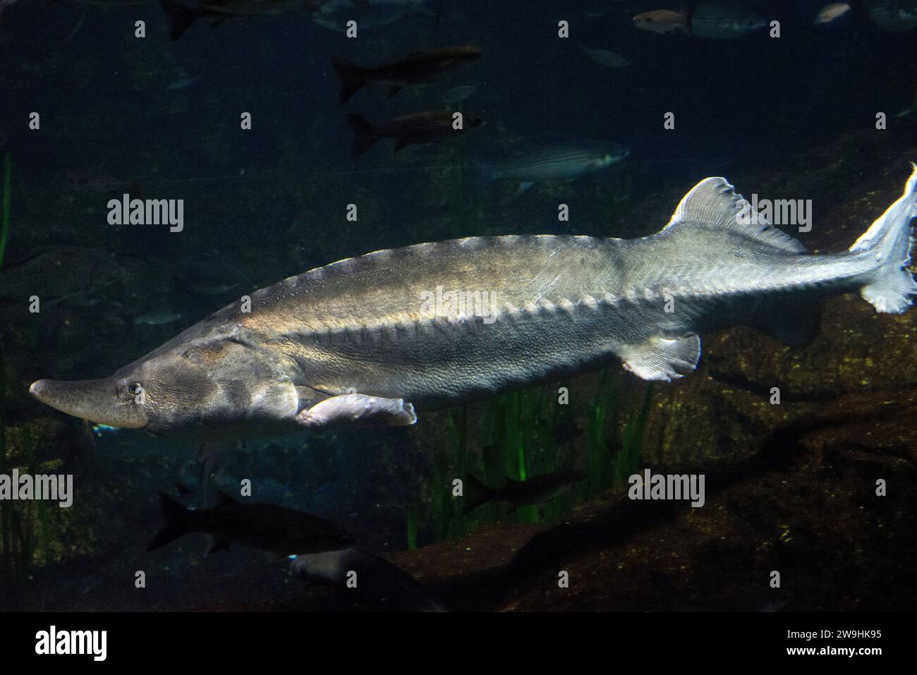 Siberian sturgeon (Acipenser baerii) is a fresh water fish native to ...