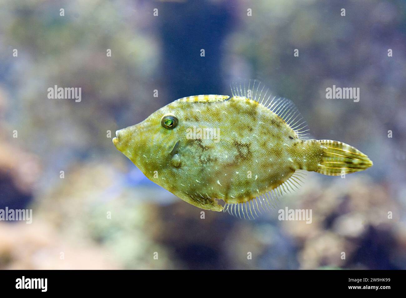 Bristle-tail filefish (Acreichthys tomentosus) is a tropical marine ...