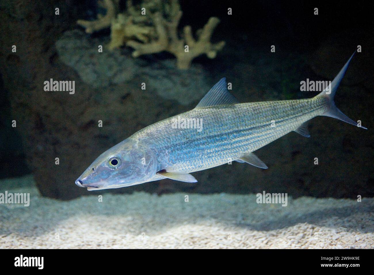 Bonefish (Albula vulpes) is a marine fish native to Mexico Gulf Stock ...