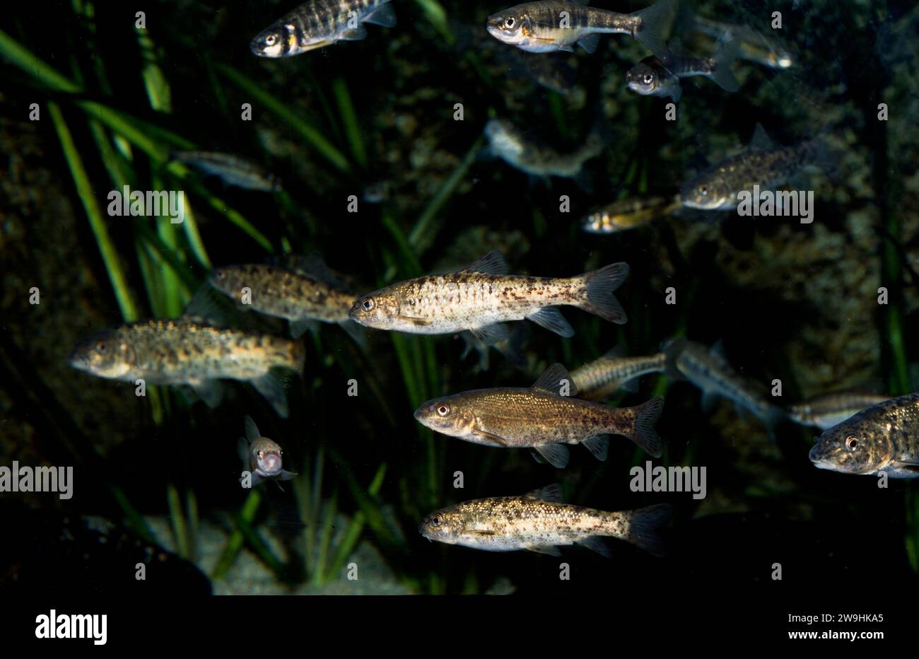 Spanish minnowcarp (Anaecypris hispanica) is a fresh water fish endemic ...