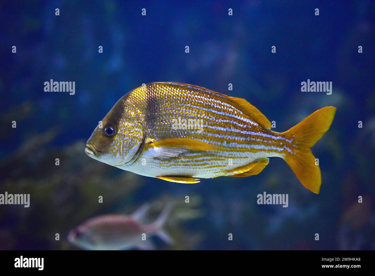 Porkfish (Anisotremus virginicus) is a marine fish native to western ...