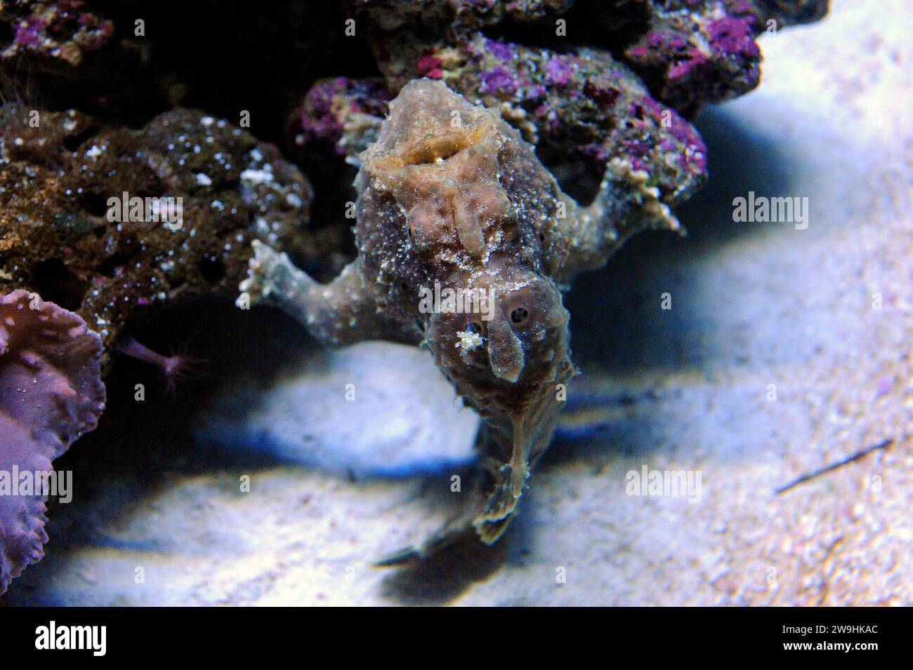 Warty frogfish (Antennarius maculatus) is a cryptic marine fish native ...