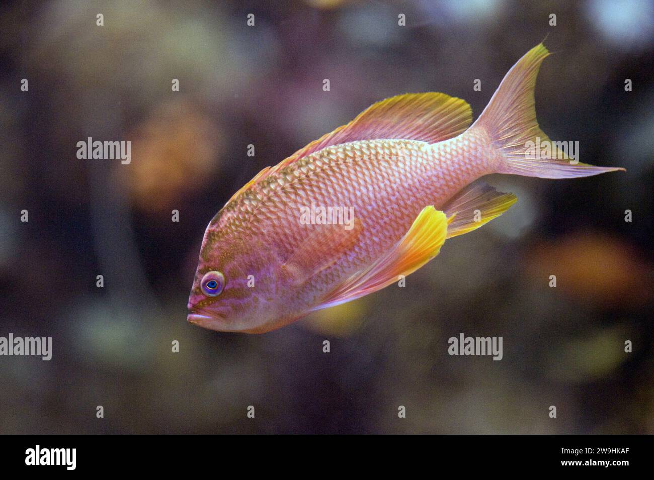 Swallowtail seaperch (Anthias anthias) is a marine fish native to ...