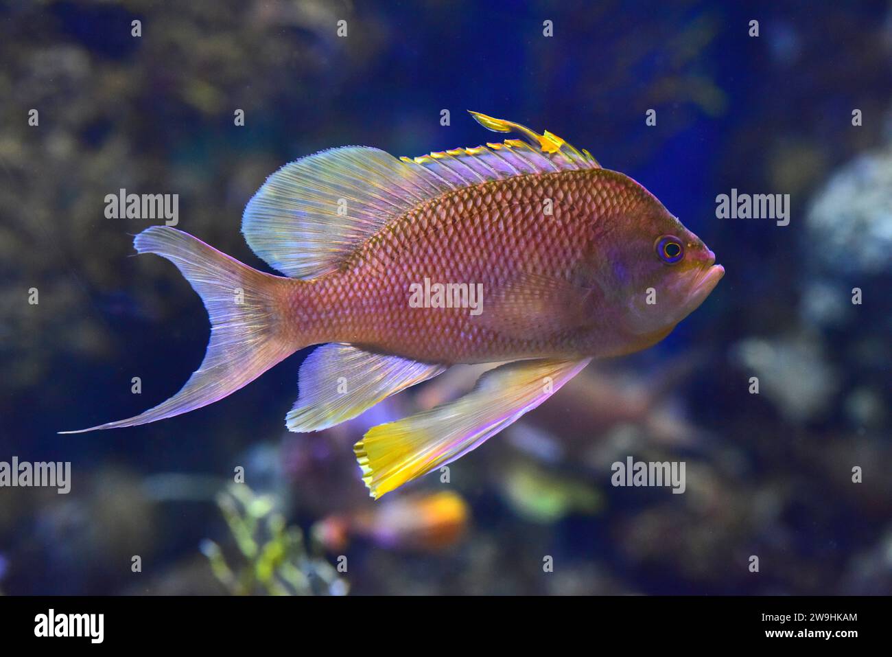 Swallowtail seaperch (Anthias anthias) is a marine fish native to ...