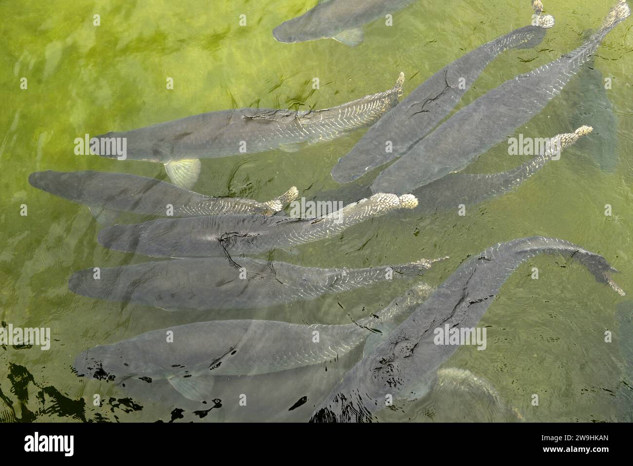 Pirarucu (Arapaima gigas) is a fresh water fish native to Amazon River ...