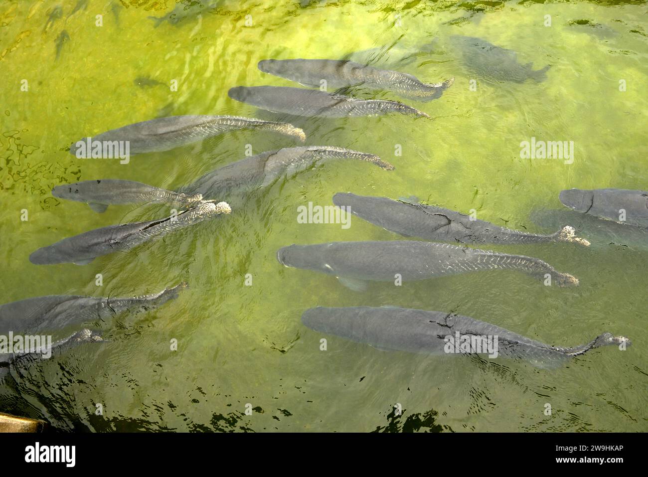 Pirarucu (Arapaima gigas) is a fresh water fish native to Amazon River ...