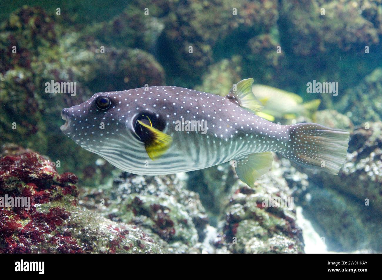 White-spotted puffer (Arothron hispidus) is a marine fish native to ...