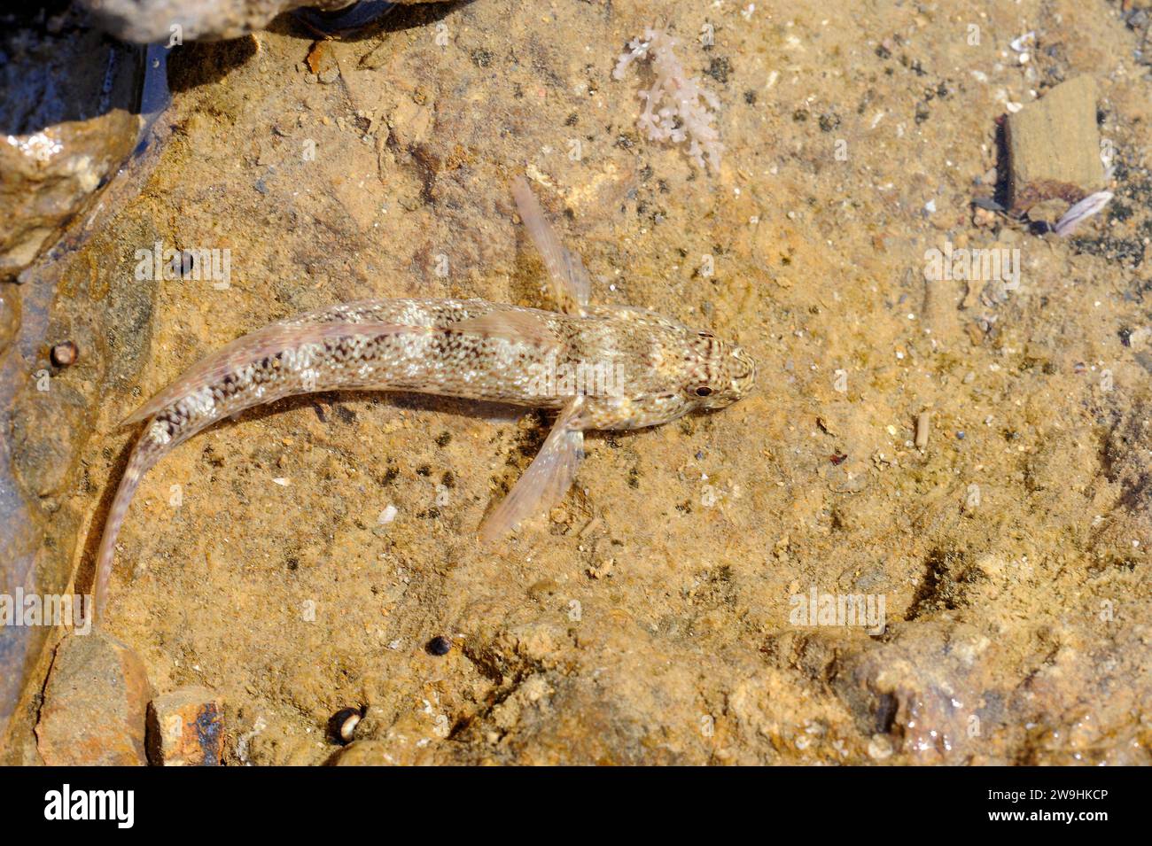 Blennius trigloides hi-res stock photography and images - Alamy