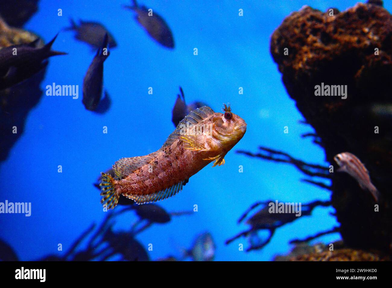 Tompot blenny (Blennius gattorugine or Parablennius gattorugine) is a ...