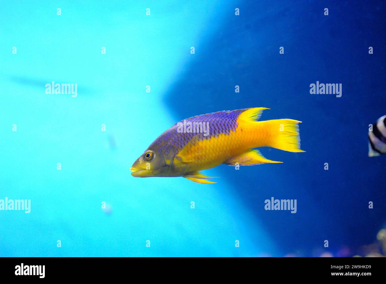 Spanish hogfish (Bodianus rufus) is a marine fish native to western ...