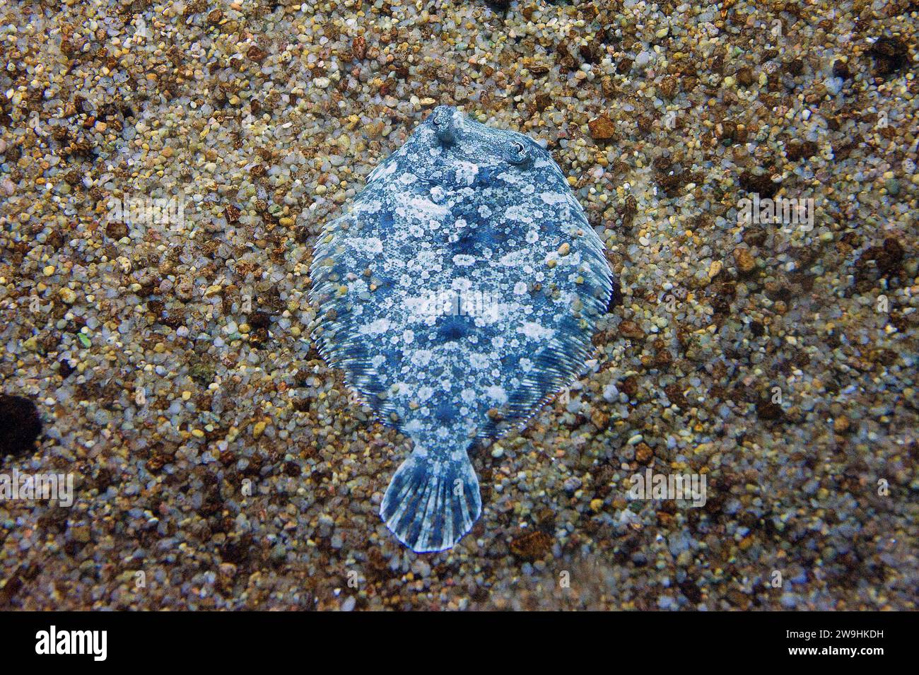 Wide-eyed flounder (Bothus podas) is a bentic marine fish native to ...
