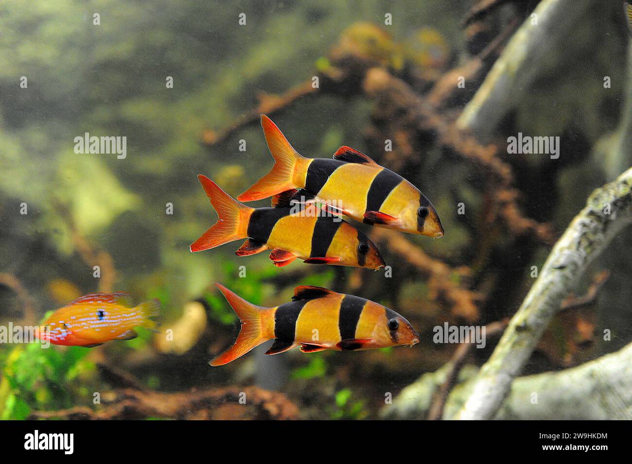 Clown loach or tiger botia (Botia macracantha or Chromobotis ...