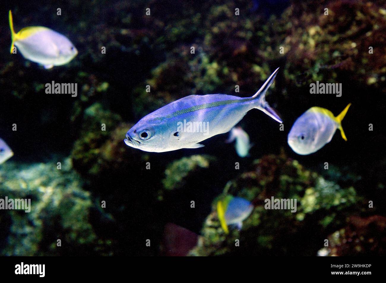 Blue and gold fusilier (Caesio caerulaurea) is a marine fish native to ...