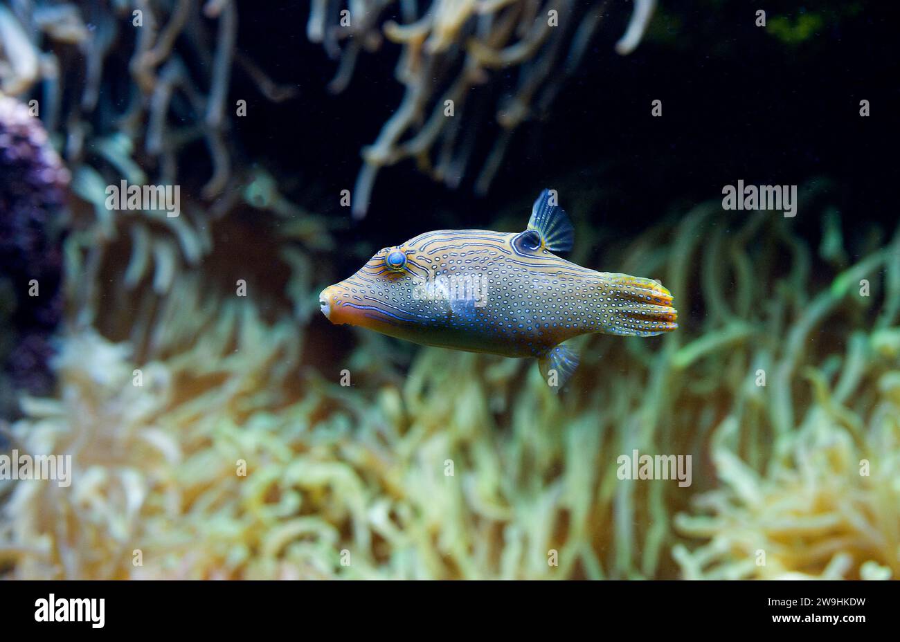 Papuan toby (Canthigaster papua) is a small marine fish native to ...