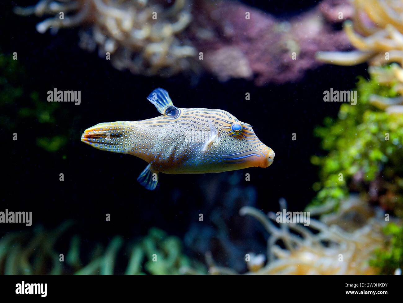 Papuan toby (Canthigaster papua) is a small marine fish native to ...