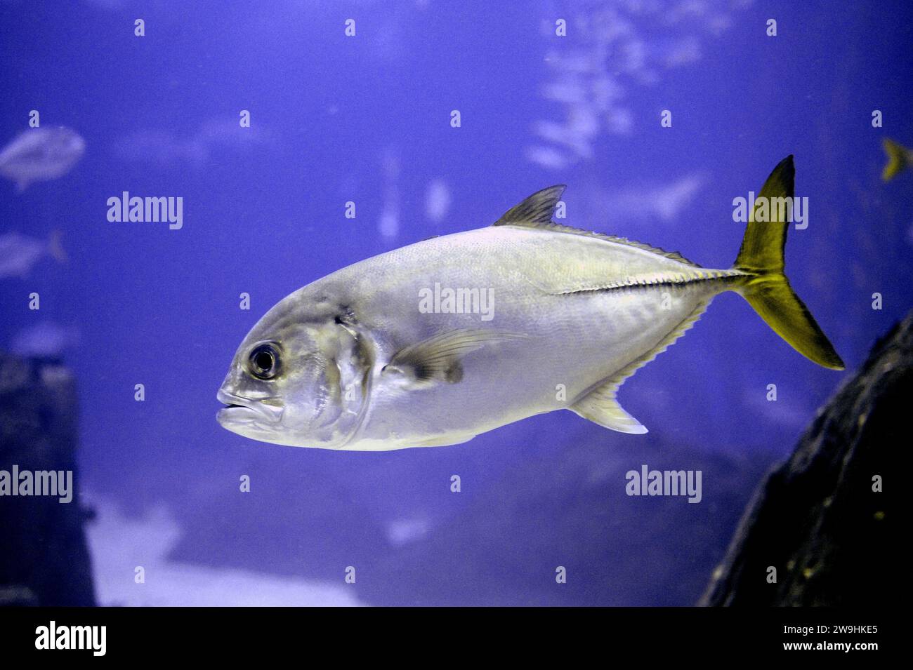 Big-eye jack or horse-eye jack (Caranx latus) is a marine fish native ...