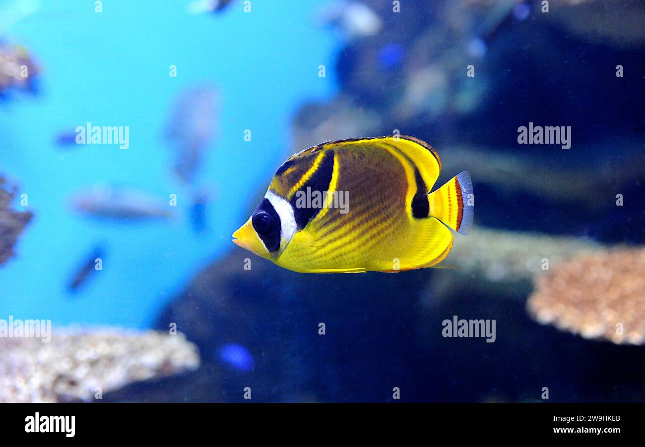 Chaetodon lunula raccoon butterflyfish hi-res stock photography and ...